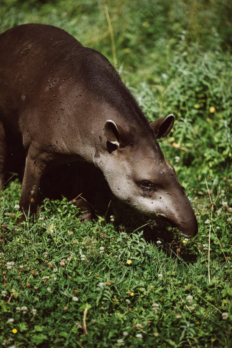 Tapir