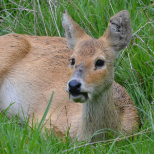 Tous les animaux | Parc de l'Auxois